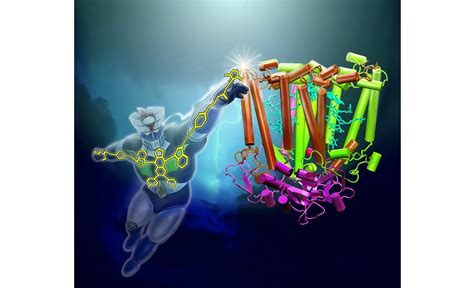 Extending The Optical Cross Section Of Photosynthetic Proteins Ipcf