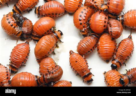 Insect Disgusting Bug Harmful Agricultural Macro Close Up Macro