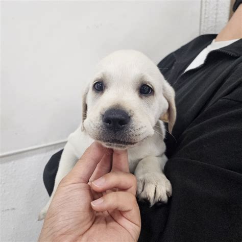 Bbs 애견분양 라브라도리트리버분양 합니다