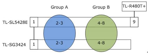 How To Configure Q VLAN On L Managed Switches Using The Old GUI TP Link