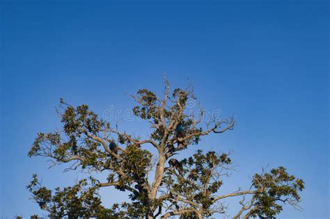 Peacocks Birds Animals Tree Plant Branches Nature Autumn Stock