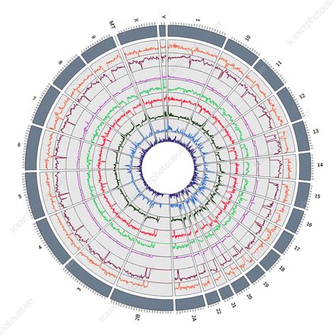 Circos Circular Genome Map Chimp Stock Image C0436748 Science Photo Library
