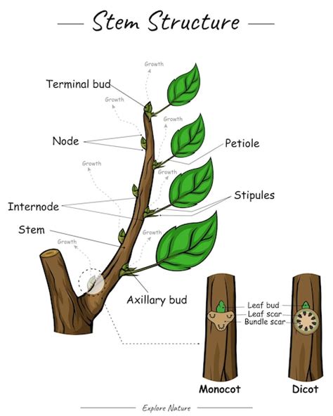 premium vector stem structure