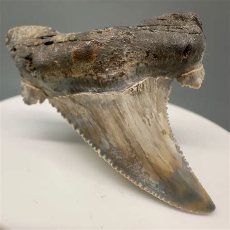 Auriculatus Megalodon Teeth