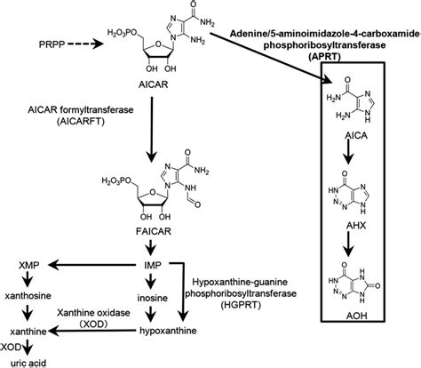 Hypothetical Biosynthetic Pathway For Ahx Aoh Prpp Phosphoribosyl Download Scientific Diagram