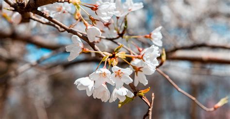 4k 바탕화면 Hd 벽지 가지 경치 계절 계절 변화 고요함 깨지기 쉬운 꽃 꽃 바탕화면 꽃무늬 꽃이 피는 꽃잎 나무 나뭇잎 뉴저지 미국 배경을
