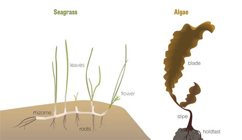Susanna Dudley Macroalgae Herbarium Mote Marine Laboratory And Aquarium