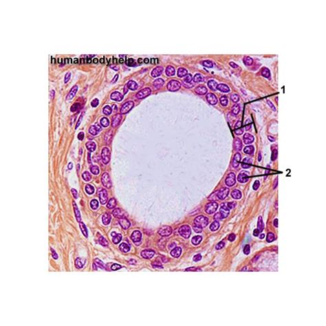 Stratified Cuboidal Epithelium Human Body Help