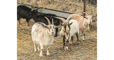 Хранене на козите в периода на заплождане Български Фермер