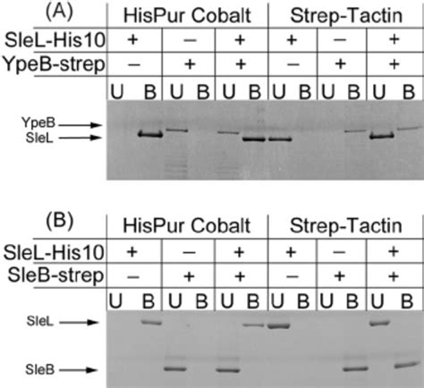 B Megaterium Slel Does Not Interact In Vitro With Ypeb A Or Sleb