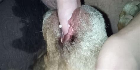 Fuck Pitbull Bitch So Hot