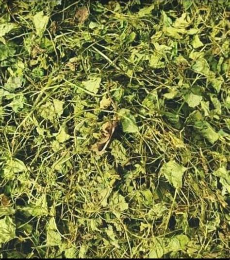 Brahmi At ₹ 120 Kg Matiyari Lucknow Id 2854422125230