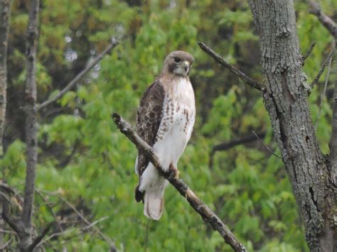Red Tailed Hawk In Ohio