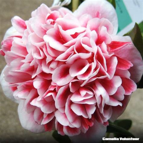 Camelia Volunteer Potplantheavenperth