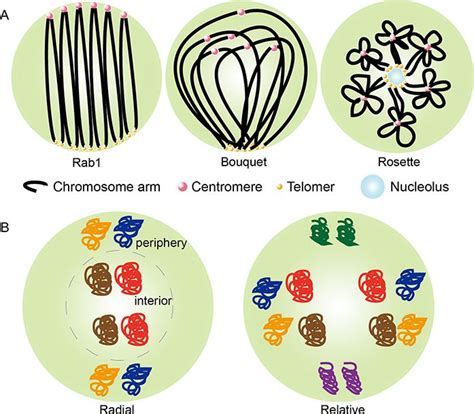 Plant 3d Chromatin Organization Important Insights From Chromosome