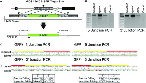 Homology Mediated End Joining Hmej In Germ Cells Edited With