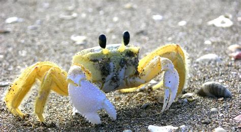 Top 7 Best Live Bait For Redfish An Ultimate Guide Active At The Beach