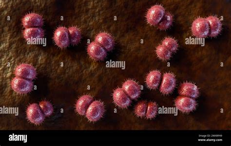 3d Rendering Of Neisseria Meningitidis Also Known As Meningococcus Is A Bacterium That Causes