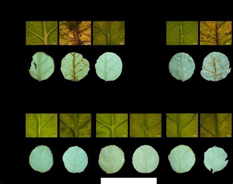 Dab Staining Of Tobacco Leaves Systemically Infected With Pvy N Rb At Download Scientific