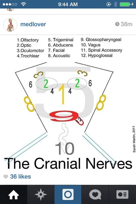 Best Cranial Nerves Mnemonic Ideas On Pinterest Cranial Nerve My XXX Hot Girl