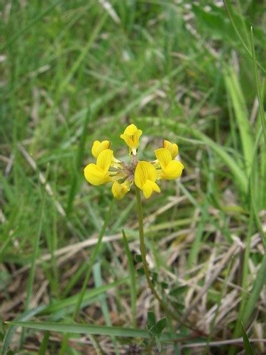 How To Plant And Grow Horseshoe Vetchhippocrepis Comosa