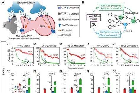 Naca In Class Continual Learning Task Neuromodulation And Performance Comparison