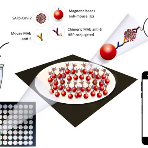 Schematic Representation Of 96 Well Wax Printed Paper Based Elisa Download Scientific Diagram