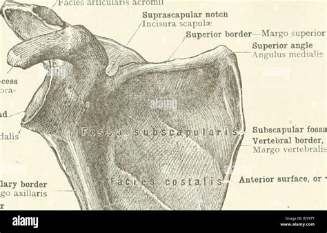 Subscapular Fossa Subscapularis Anatomyapp