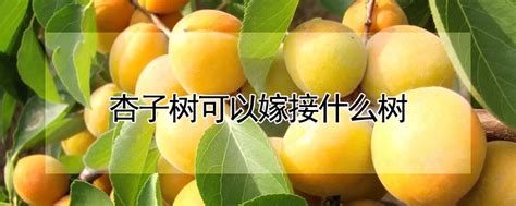 杏树嫁接时间与方法 发财农业网