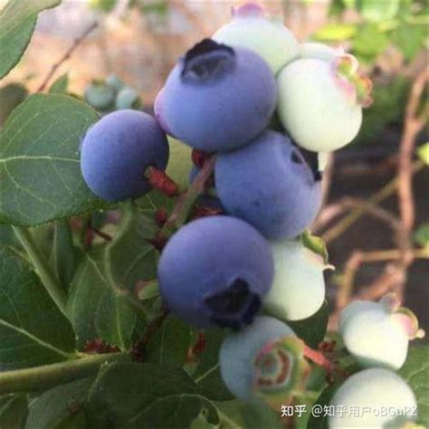 云雀蓝莓苗品种特点怎么样？云雀蓝莓的生长习性如何 知乎
