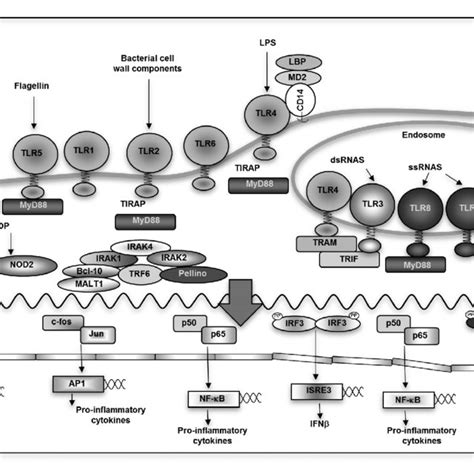 The Biological Principle Of The Monocyte Activation Test As Defined Download Scientific