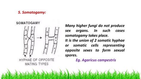 Reproduction In Plant Pathogenic Fungi Pptx