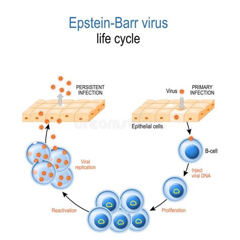Le Cycle De Reproduction De Virus Depstein Barr Illustration De Vecteur Illustration Du