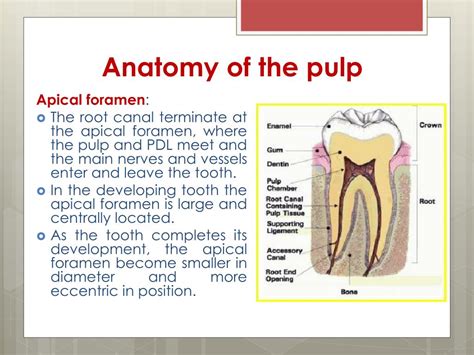 Tooth Pulp Cavity Slide