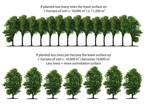 More Biomass Per Hectare From Trees With New Planting Methods Business