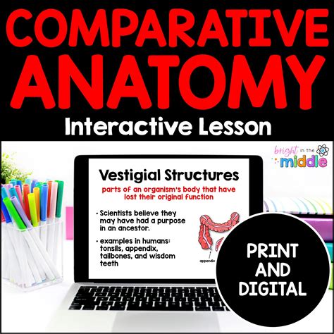 Comparative Anatomy Interactive Lesson Bright In The Middle