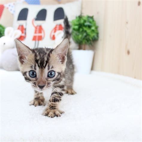 천안고양이분양 뱅갈 랑이 파라다이스펫 대전강아지분양 천안강아지분양