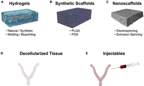 Biomaterials And Techniques In Uterine Tissue Engineering A Download Scientific Diagram