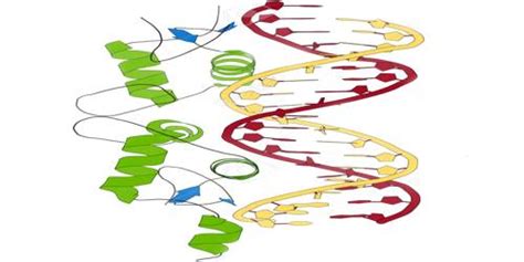 Glucocorticoid Receptor Assignment Point