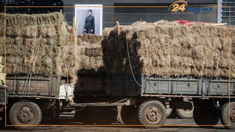 Аймаг сумдын аюулгүйн нөөцөд 20 мянган тонн өвс найман мянган тонн тэжээл бэлтгэжээ