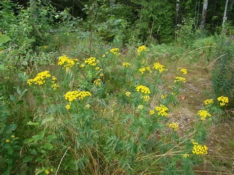 Tansy From Всеволожский р н Ленинградская обл Россия On August 5 2012 At 11 49 Am By Sergey