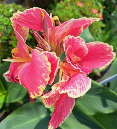 1 Canna Bulbs Canna Lilly Bulbs F9001 507 Etsy