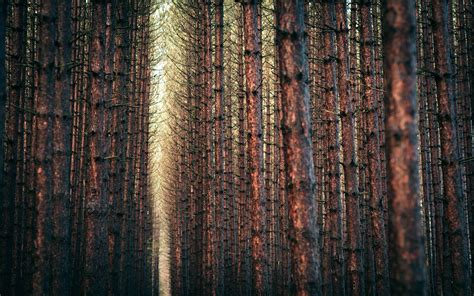 Winter Pine Trees Wallpapers WallpaperSafari