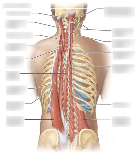 Muscles Of The Vertebral Column Diagram Quizlet