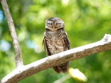 Do Birds Sleep Everything Explained