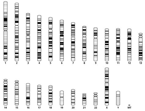 Xy Chromosome Karyotype