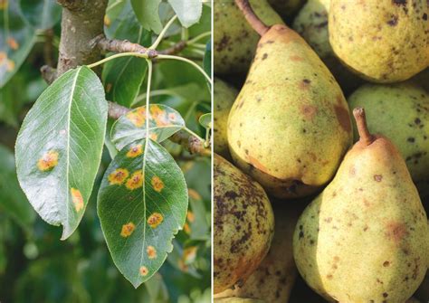 Szybki przewodnik po chorobach liści gruszy Jak rozpoznać i skutecznie zwalczać Deccoria pl