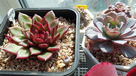 초록다육이 베란다 다육이들 오래간만에 인사드립니다 Youtube