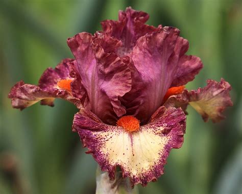 Feuding Fiddles Mid America Garden