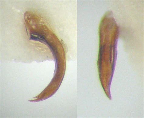 Agabus Inscriptus Crotch Agabus Inscriptus Bugguide Net